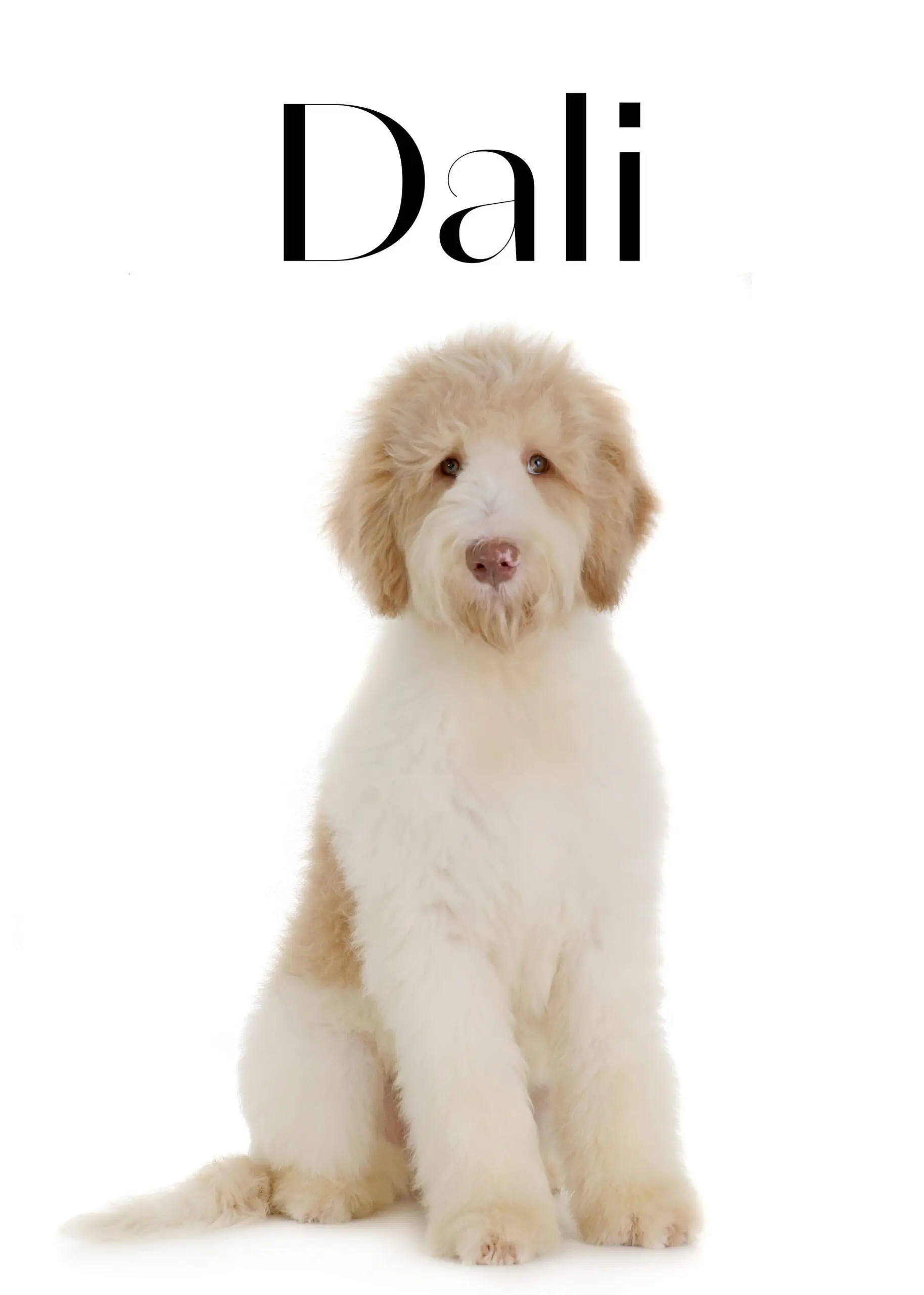 "Remi" ~ Dali Red - Teddy Bear Golden Doodles