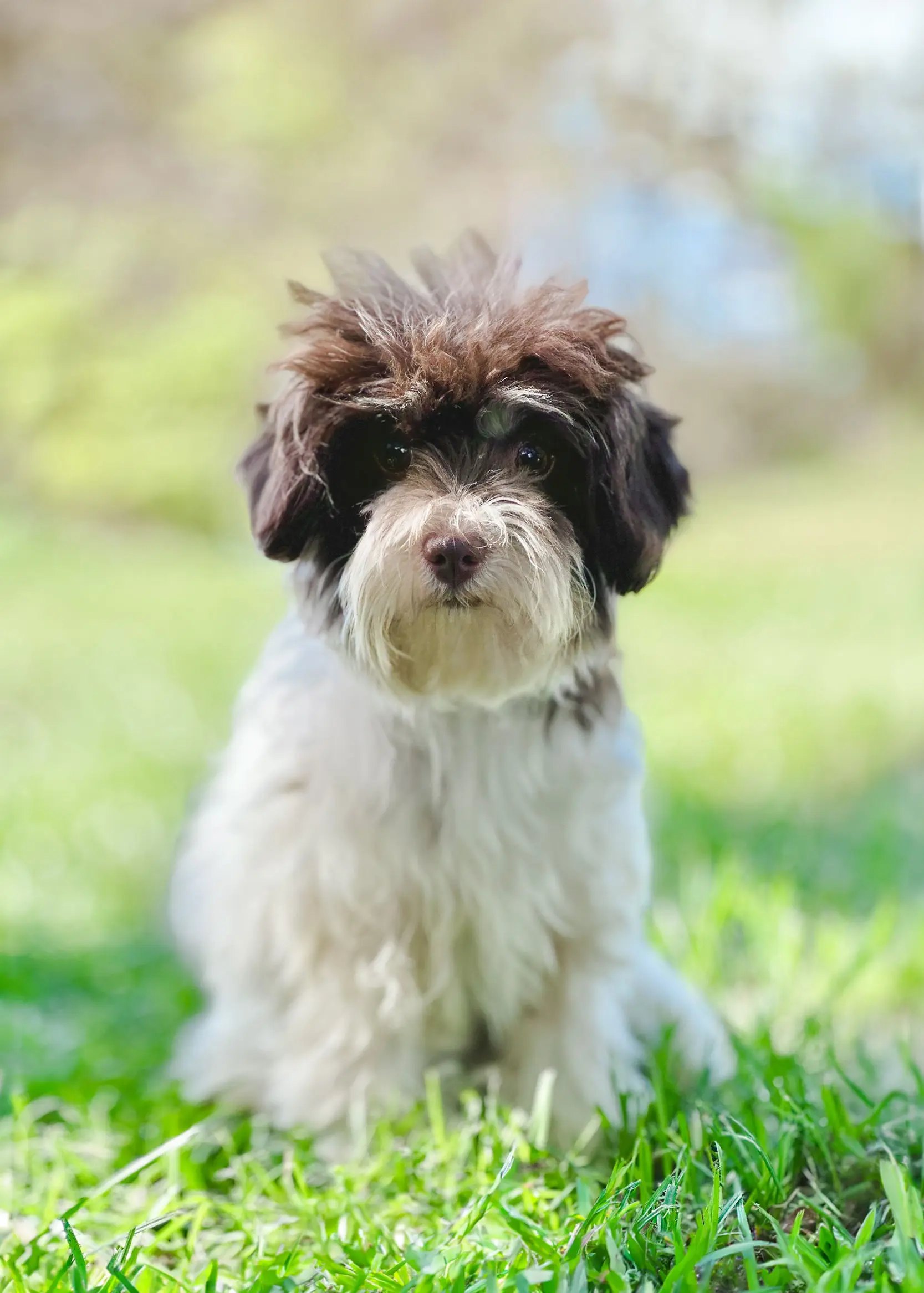 "Bonbon" ~ Heidi Red - Teddy Bear Golden Doodles
