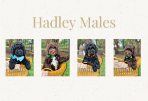 Generations - Teddy Bear Golden Doodles