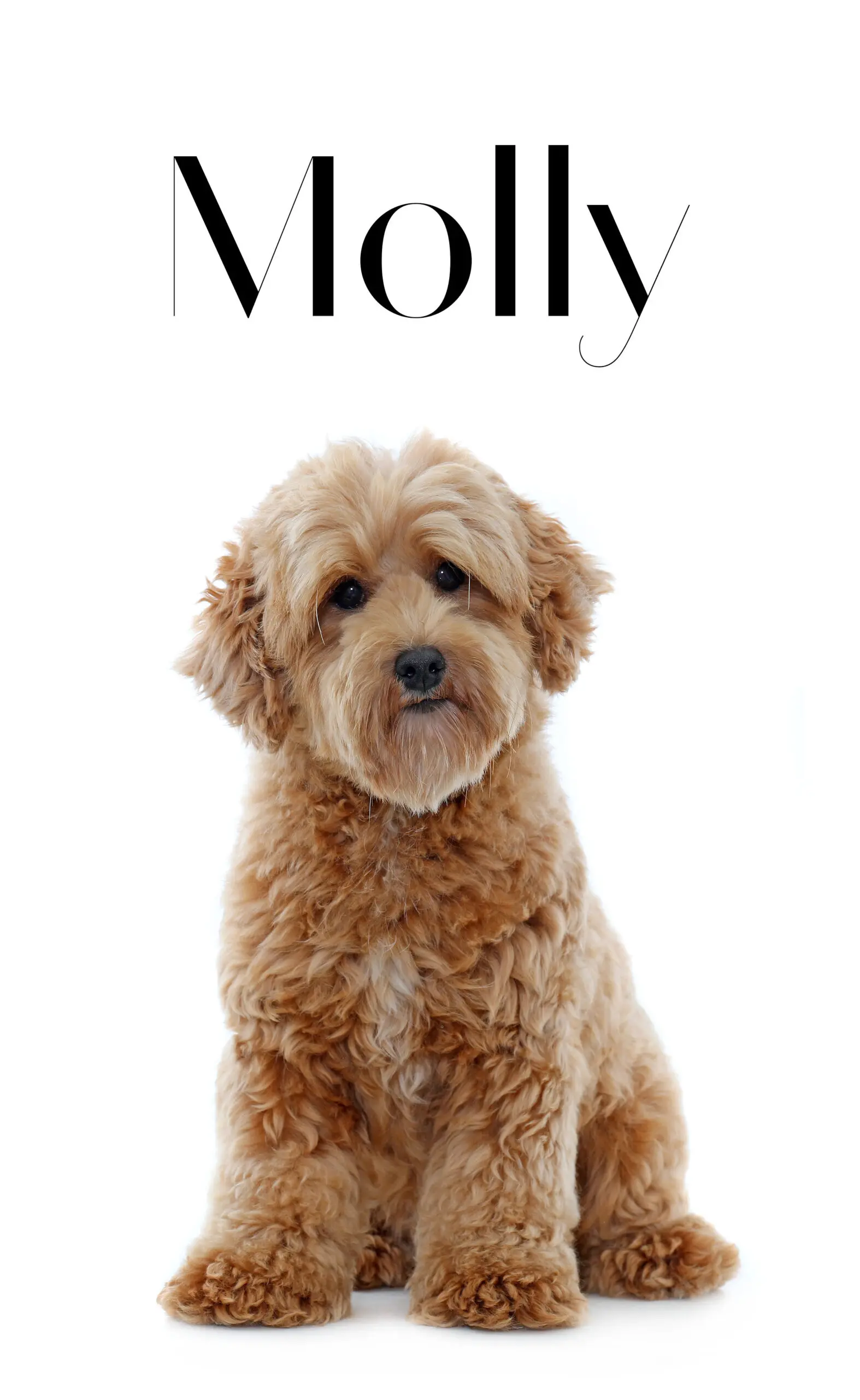 "Milo" ~ Molly Blue - Teddy Bear Golden Doodles