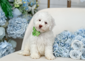Goldendoodles & Mini Goldendoodle Puppies For Sale