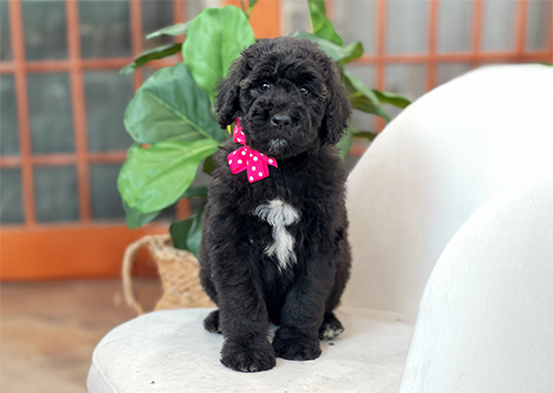 Puppies - Teddy Bear Golden Doodles