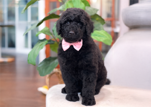 The Smeraglia Experience - Teddy Bear Golden Doodles