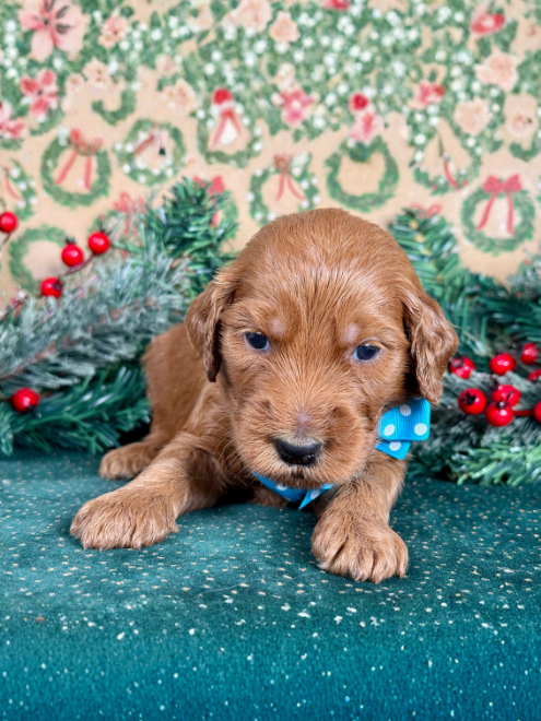 "Harvey" ~ Colleen Blue Dot - Teddy Bear Golden Doodles
