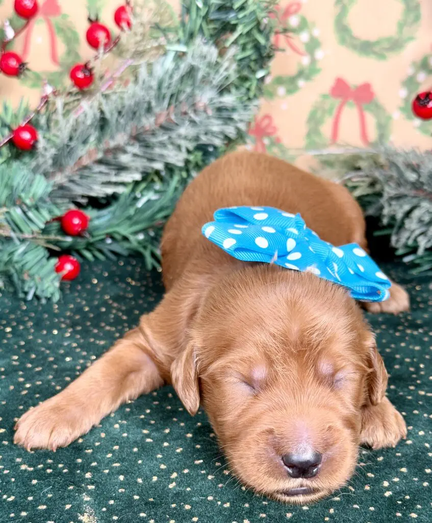 "Harvey" ~ Colleen Blue Dot - Teddy Bear Golden Doodles