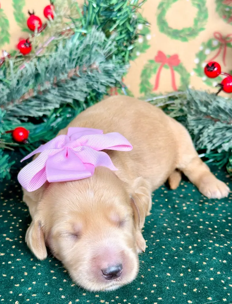 "Autumn" ~ Colleen Pink - Teddy Bear Golden Doodles