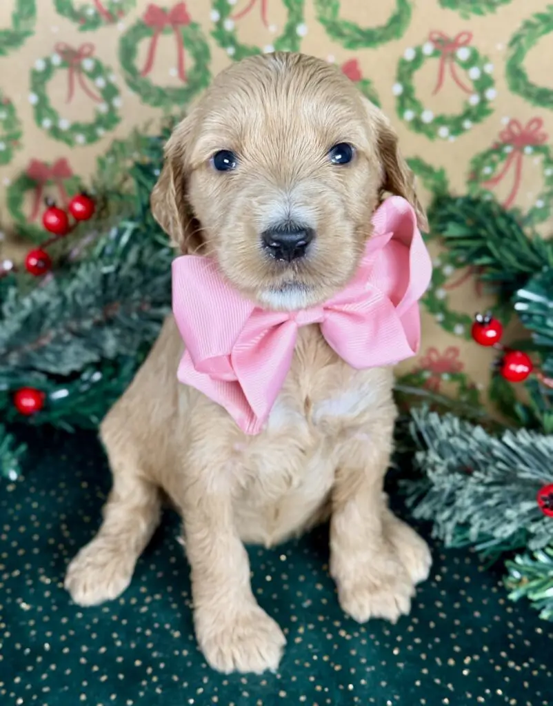 "Autumn" ~ Colleen Pink - Teddy Bear Golden Doodles