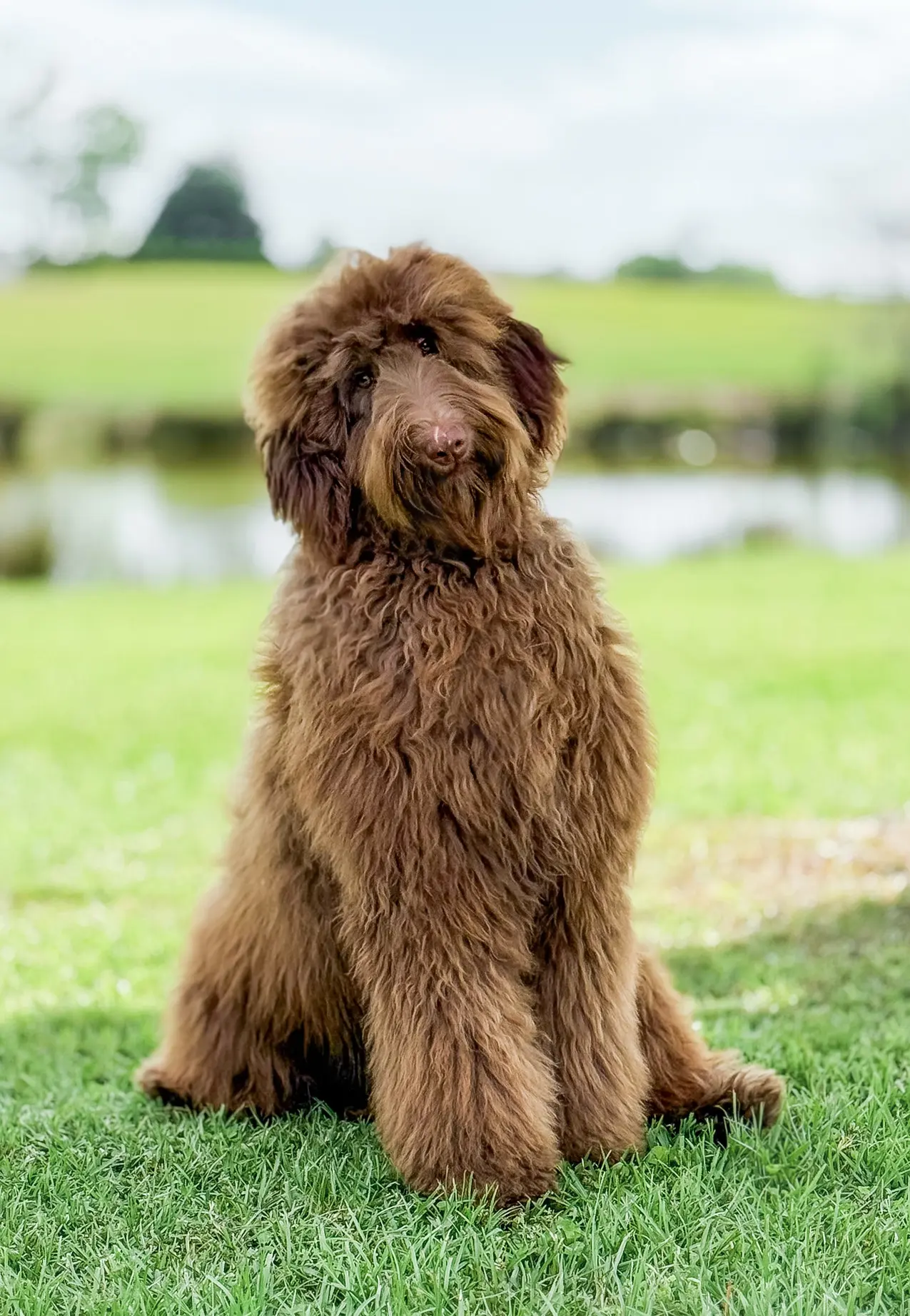 "Truffles" ~ Rory Red Dot - Teddy Bear Golden Doodles