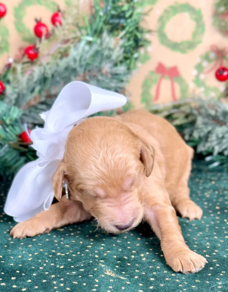 "Betsy" ~ Colleen White - Teddy Bear Golden Doodles