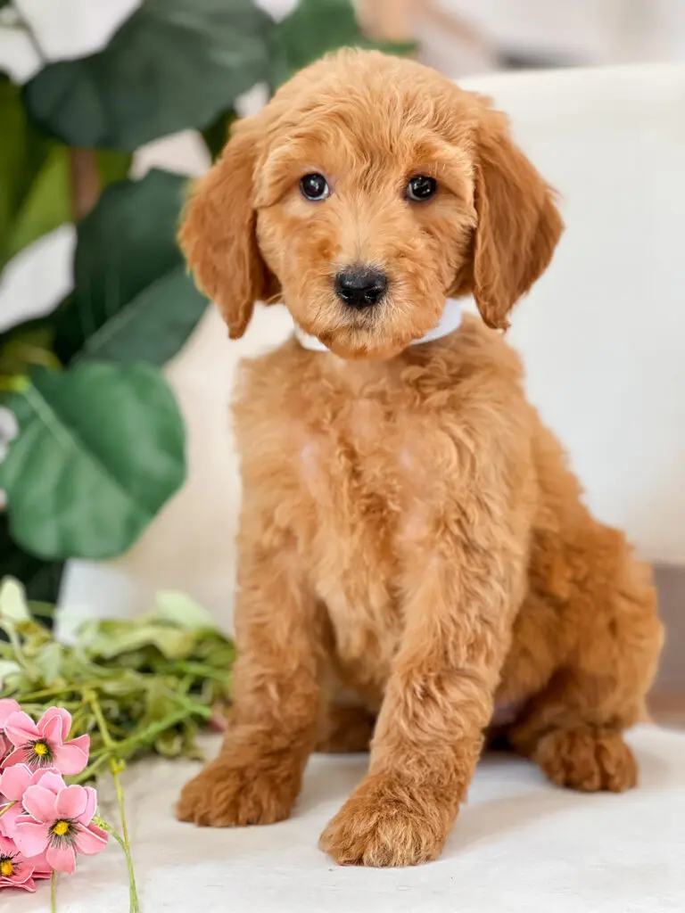 "Betsy" ~ Colleen White - Teddy Bear Golden Doodles