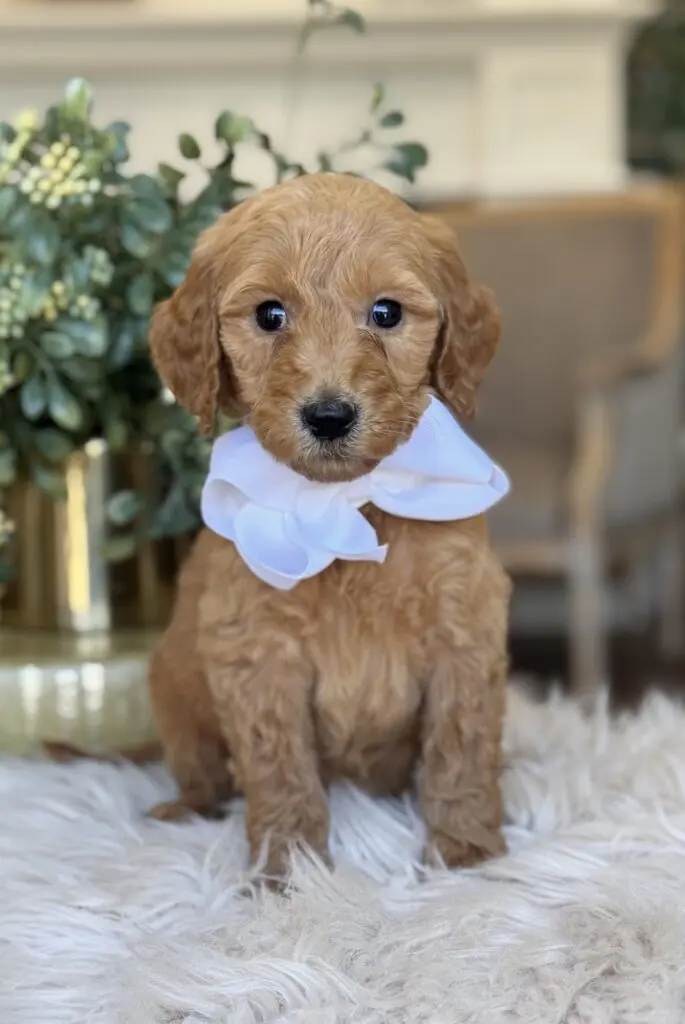 "Betsy" ~ Colleen White - Teddy Bear Golden Doodles