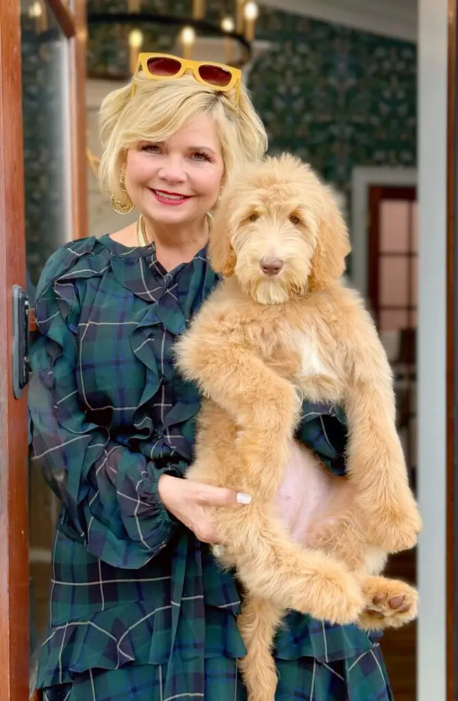 "Remi" ~ Dali Red - Teddy Bear Golden Doodles