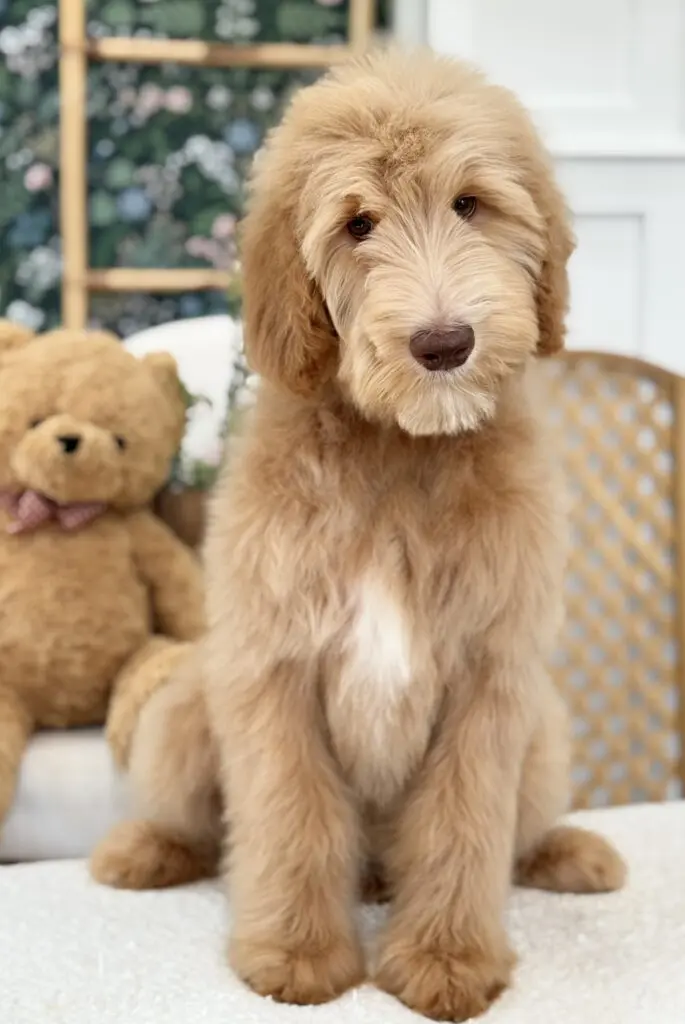 "Remi" ~ Dali Red - Teddy Bear Golden Doodles