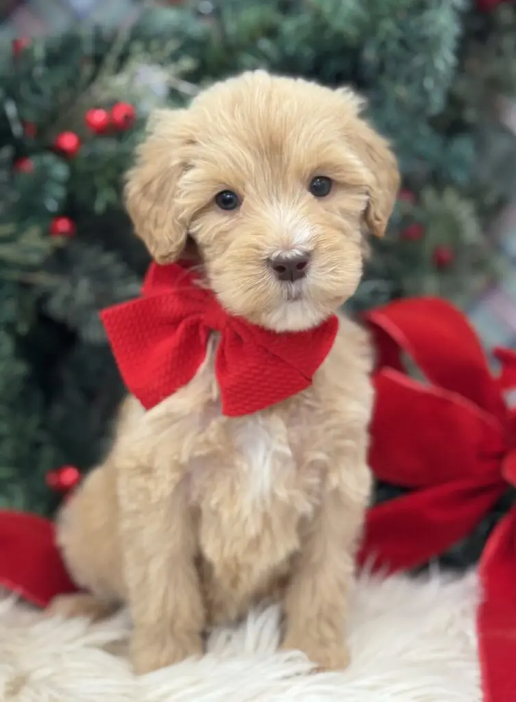 "Remi" ~ Dali Red - Teddy Bear Golden Doodles