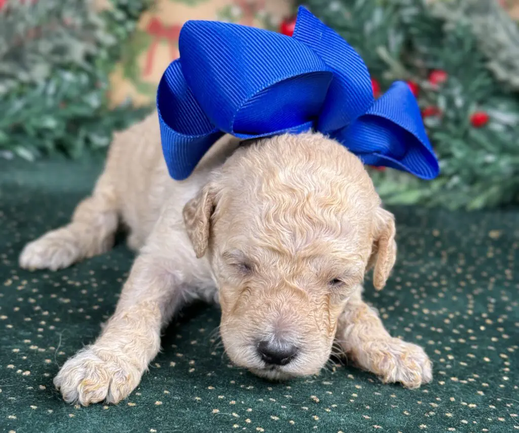 "Levi" ~ Gia Blue - Teddy Bear Golden Doodles