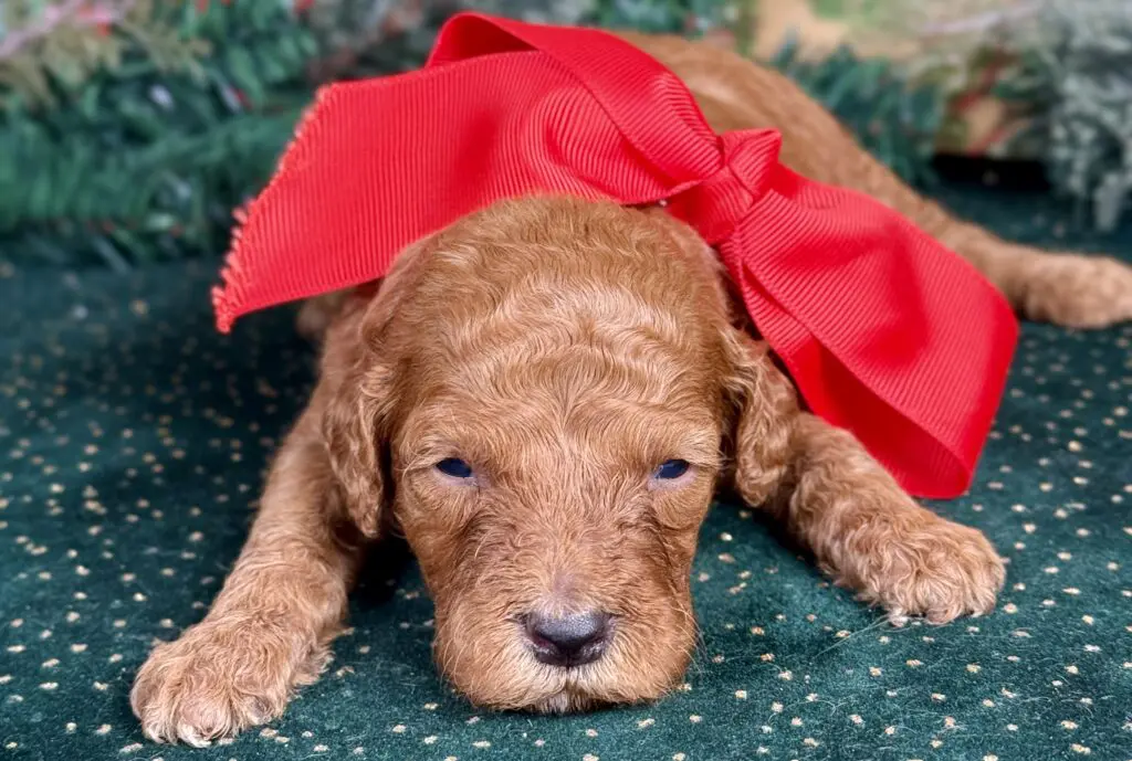 "Mabel" ~ Gia Red - Teddy Bear Golden Doodles