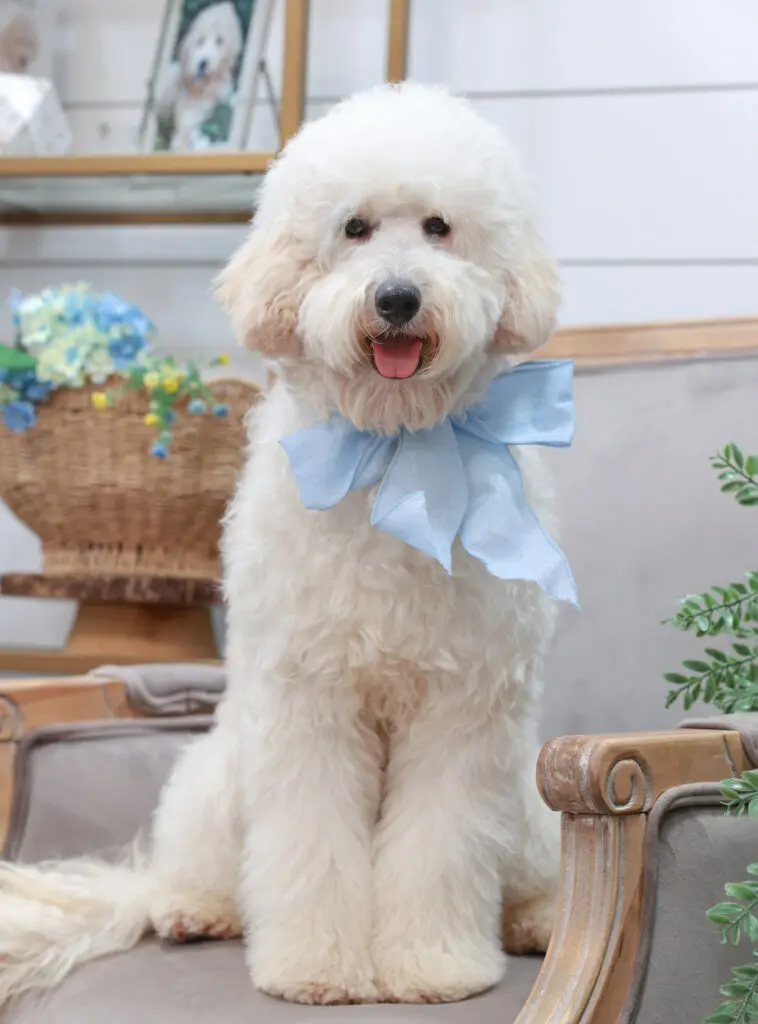 "Casey" ~ Posy Blue - Teddy Bear Golden Doodles