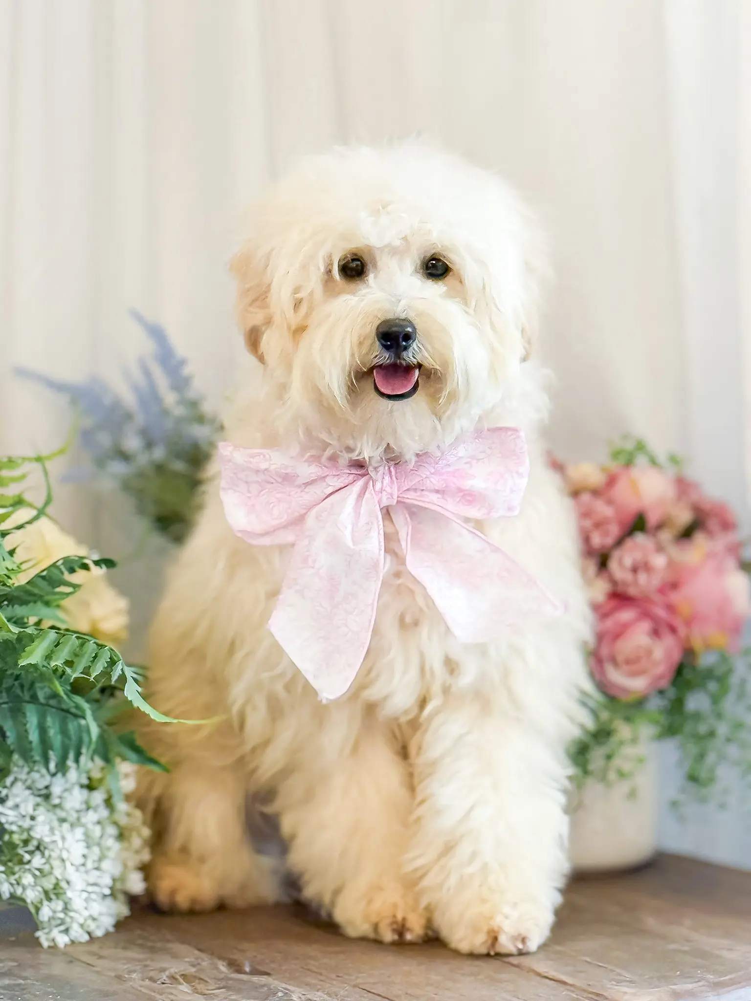 "Petunia" ~ Peony Pink - Teddy Bear Golden Doodles