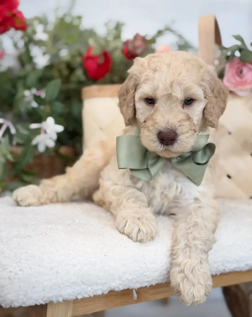 "Otto" ~ Finley Green - Teddy Bear Golden Doodles