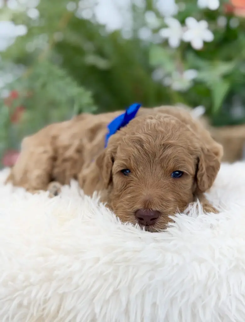 "Bentley" ~ Finley Blue - Teddy Bear Golden Doodles