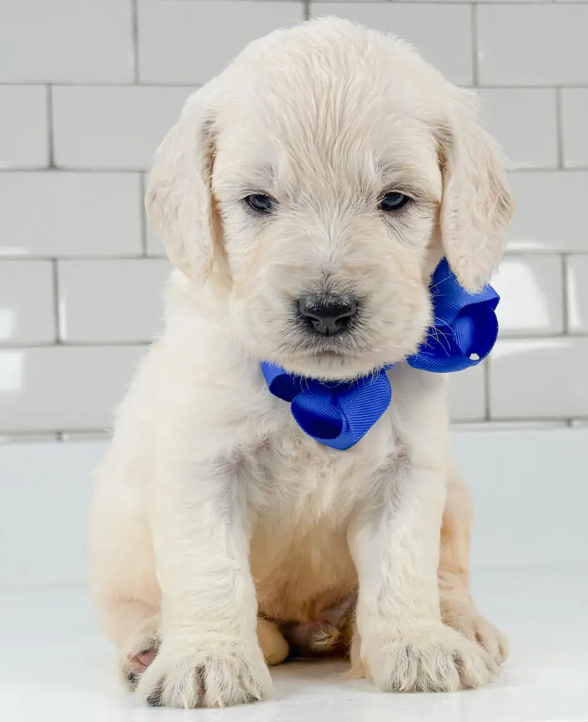 "Bernie" ~ Maria Blue - Teddy Bear Golden Doodles