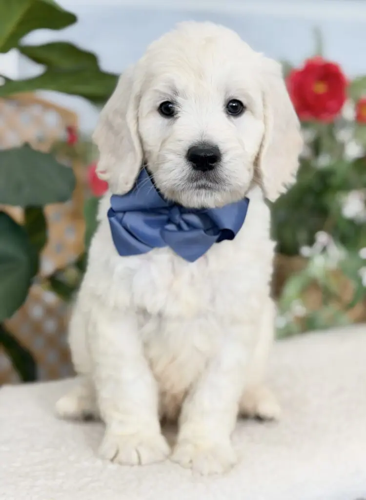 "Bernie" ~ Maria Blue - Teddy Bear Golden Doodles