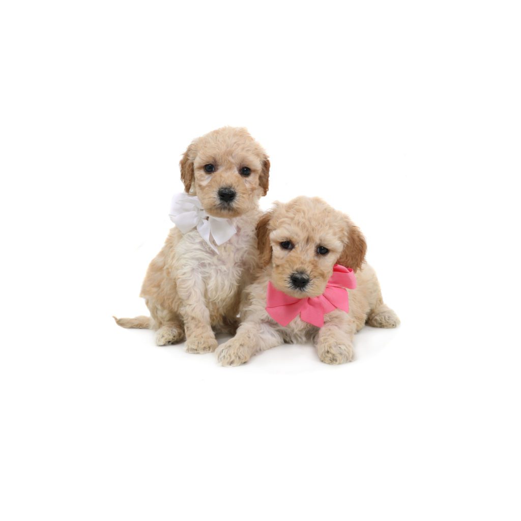 Puppies - Teddy Bear Golden Doodles