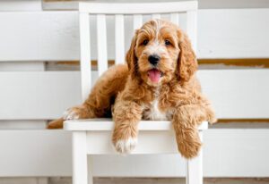 Puppy Care - Teddy Bear Golden Doodles