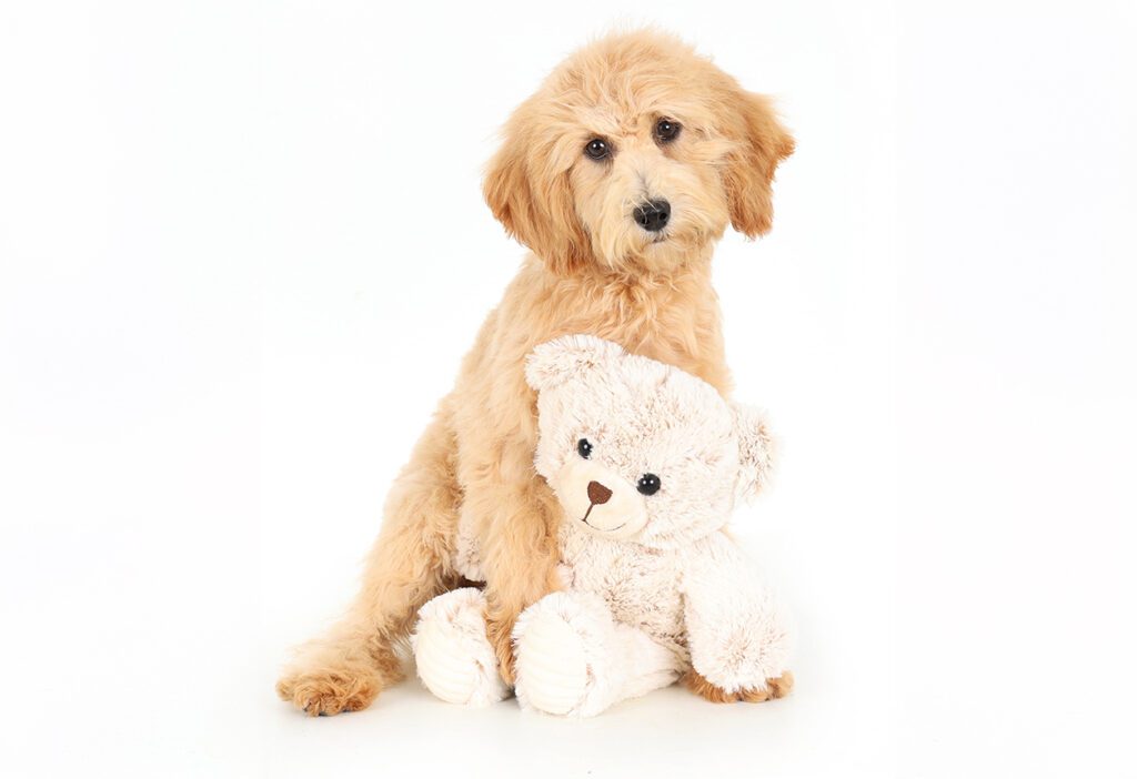 Available Prep School Puppies - Teddy Bear Golden Doodles