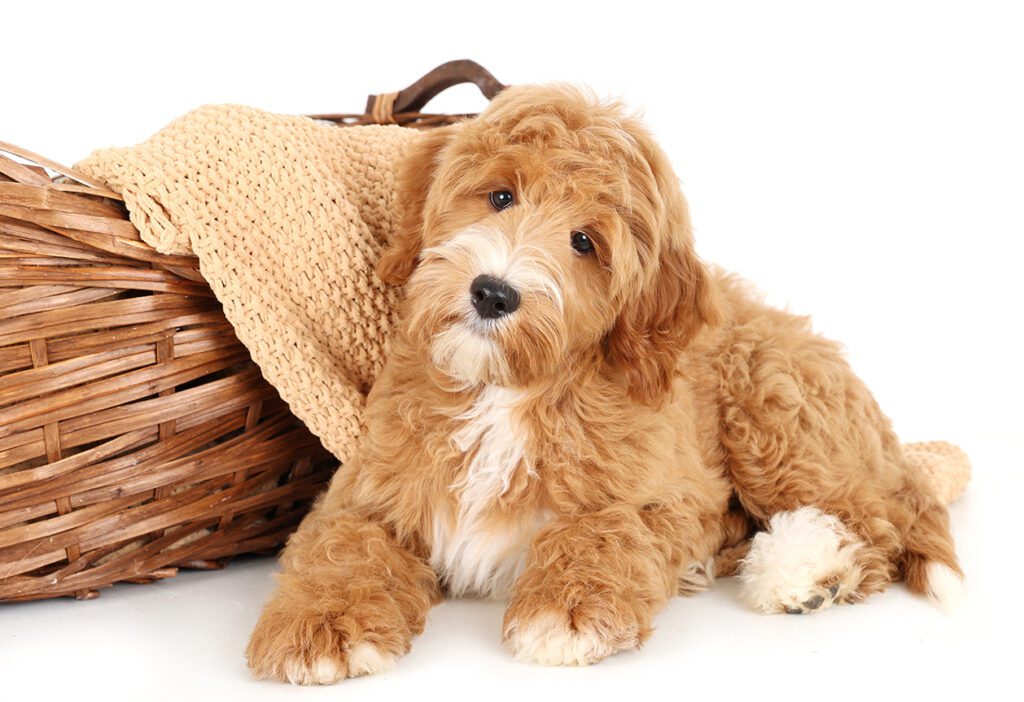 Available Prep School Puppies - Teddy Bear Golden Doodles