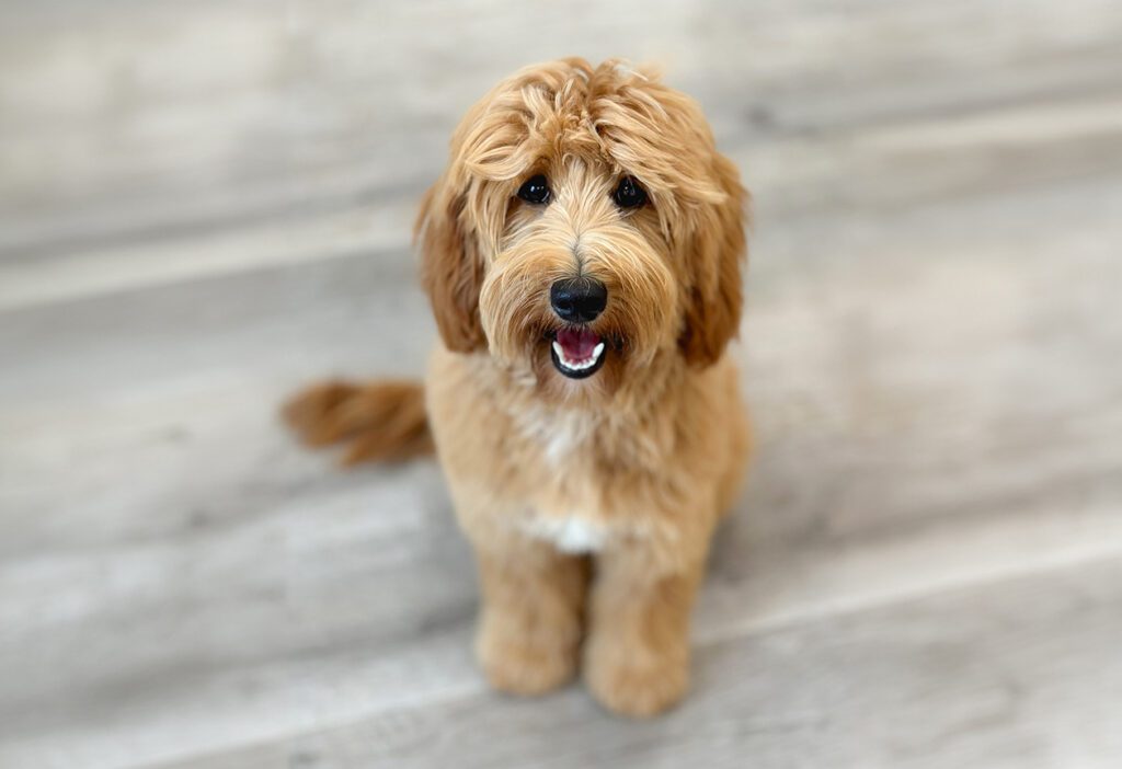 Available Prep School Puppies - Teddy Bear Golden Doodles