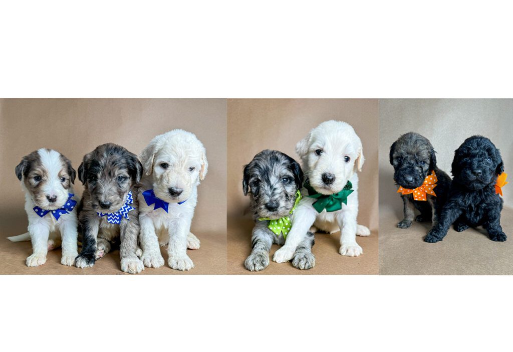 Puppies - Teddy Bear Golden Doodles
