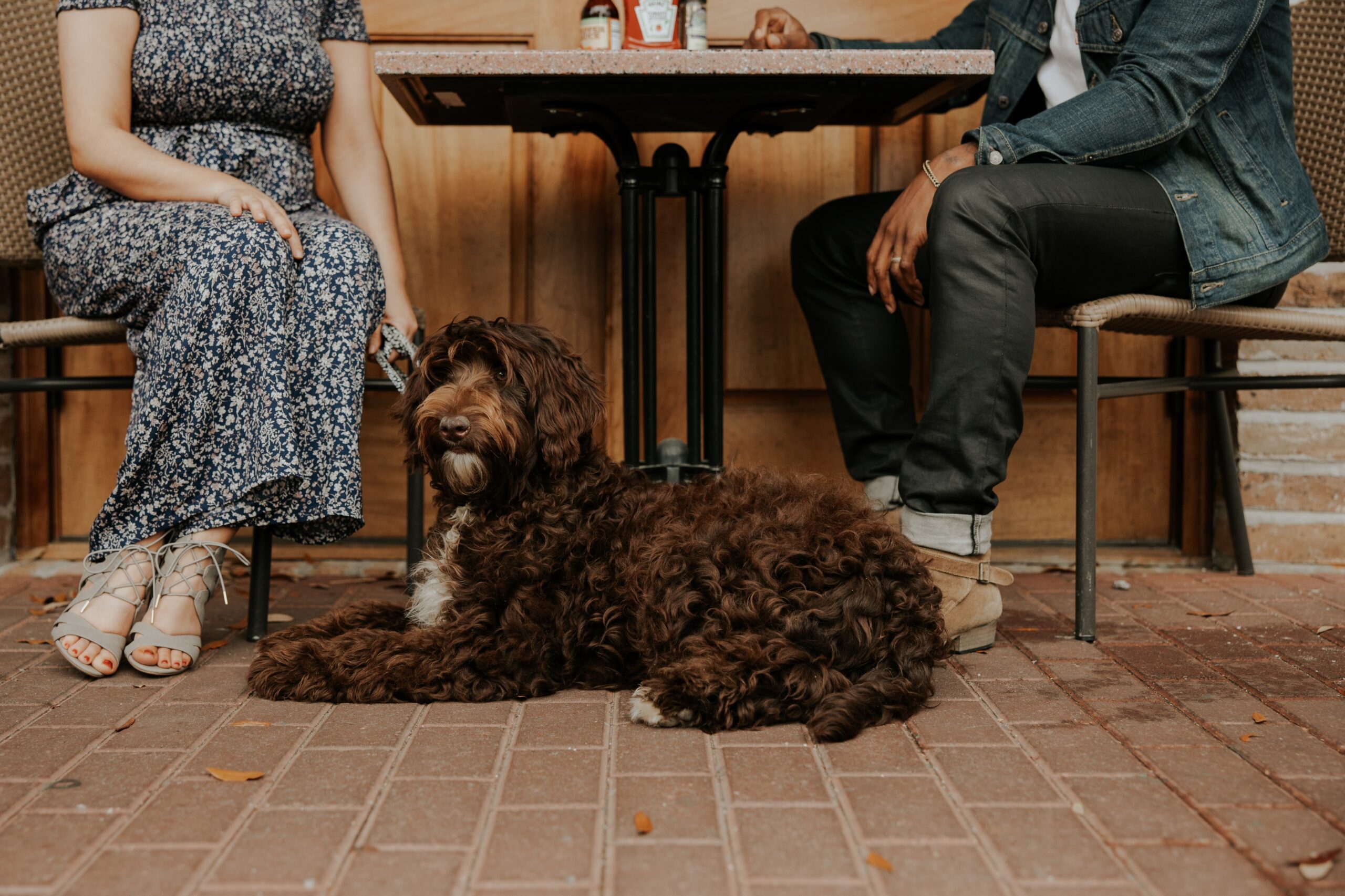 The Teddy Bear Schnoodle: The Ultimate Family Companion – Loyal, Loving ...