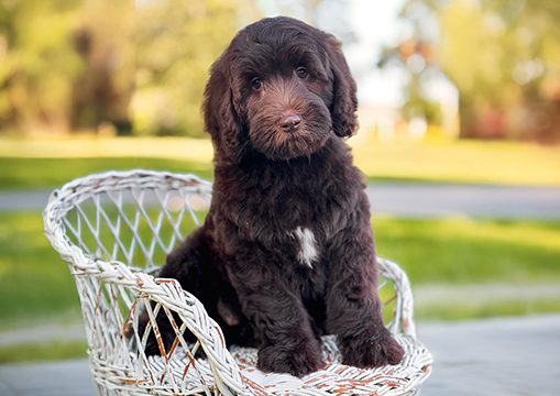 Puppies - Teddy Bear Golden Doodles