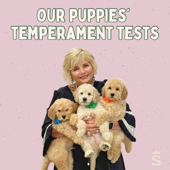 The Fun Science Behind Our Puppy Temperament Tests - Teddy Bear Golden ...