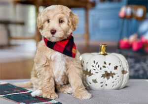 4 Week - Teddy Bear Golden Doodles